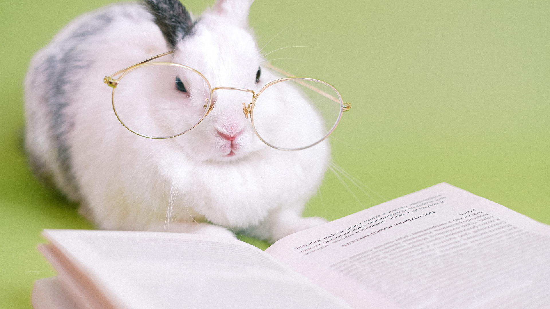 【2023年は兎年】十二支である程度の性格が分かるってホント？ | 育児と介護と群馬の情報ブログ